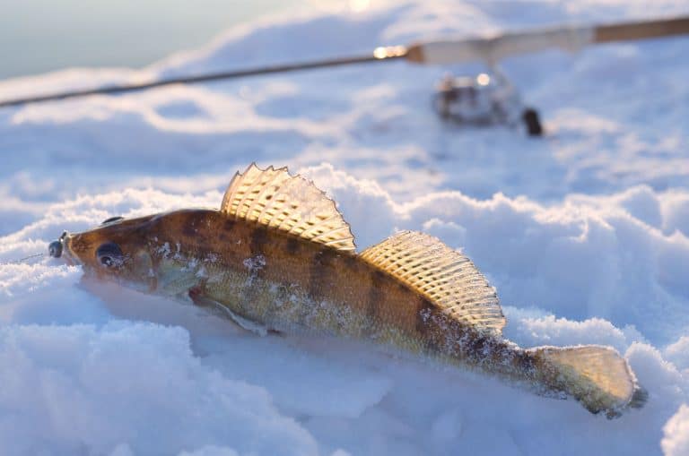 21 Walleye Ice Fishing Tips to Help You Catch More – Outdoor Troop