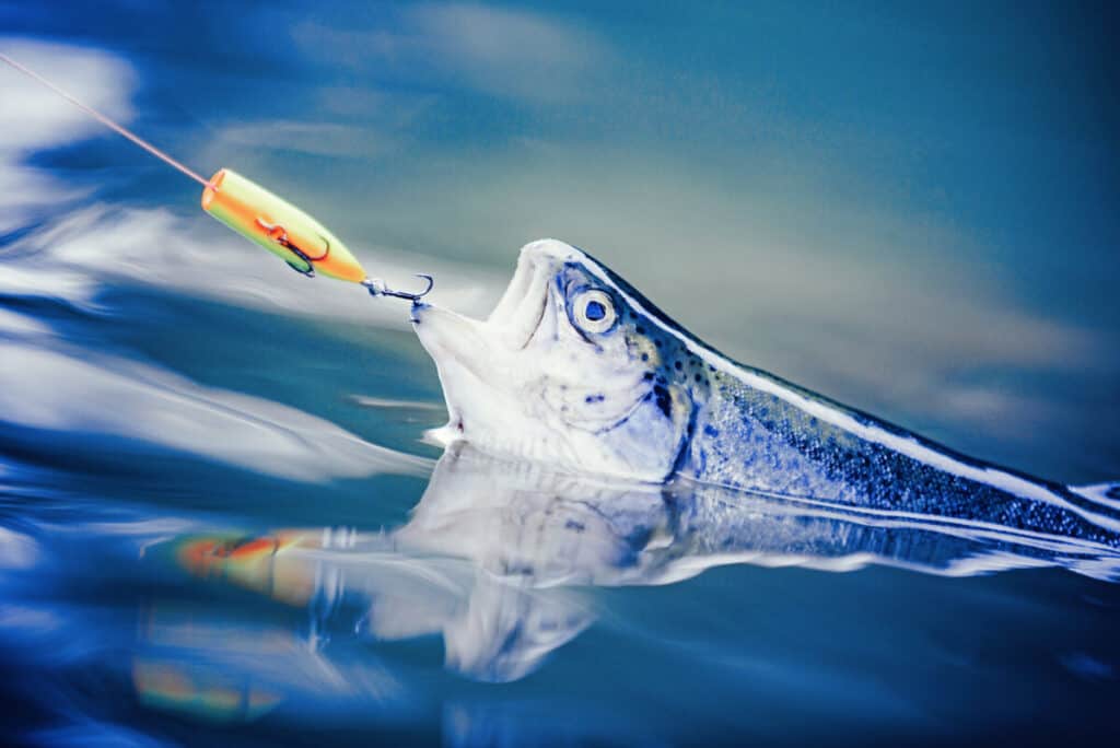 The Best Trout Lures – Outdoor Troop